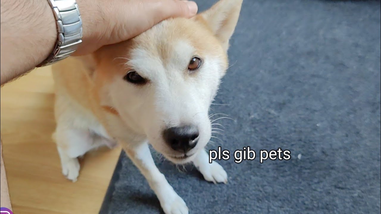 Mom asks for Pets in the most adorbs way - YouTube