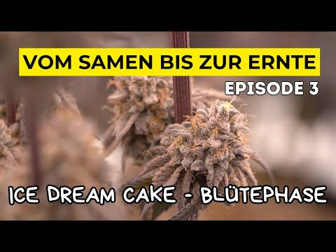 WIE ich 3 Pflanzen anbau l Komplette BLÜTEPHASE l Ice Dream Cake l MARS HYDRO 150 x 150