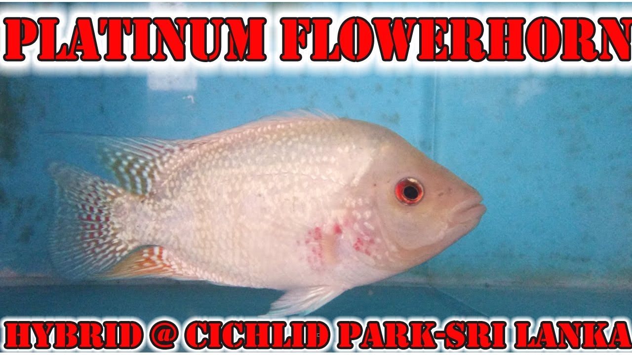 Platinum Magma Flowerhorn (Albino)Hybrid @ Cichlid Park-Sri Lanka - YouTube