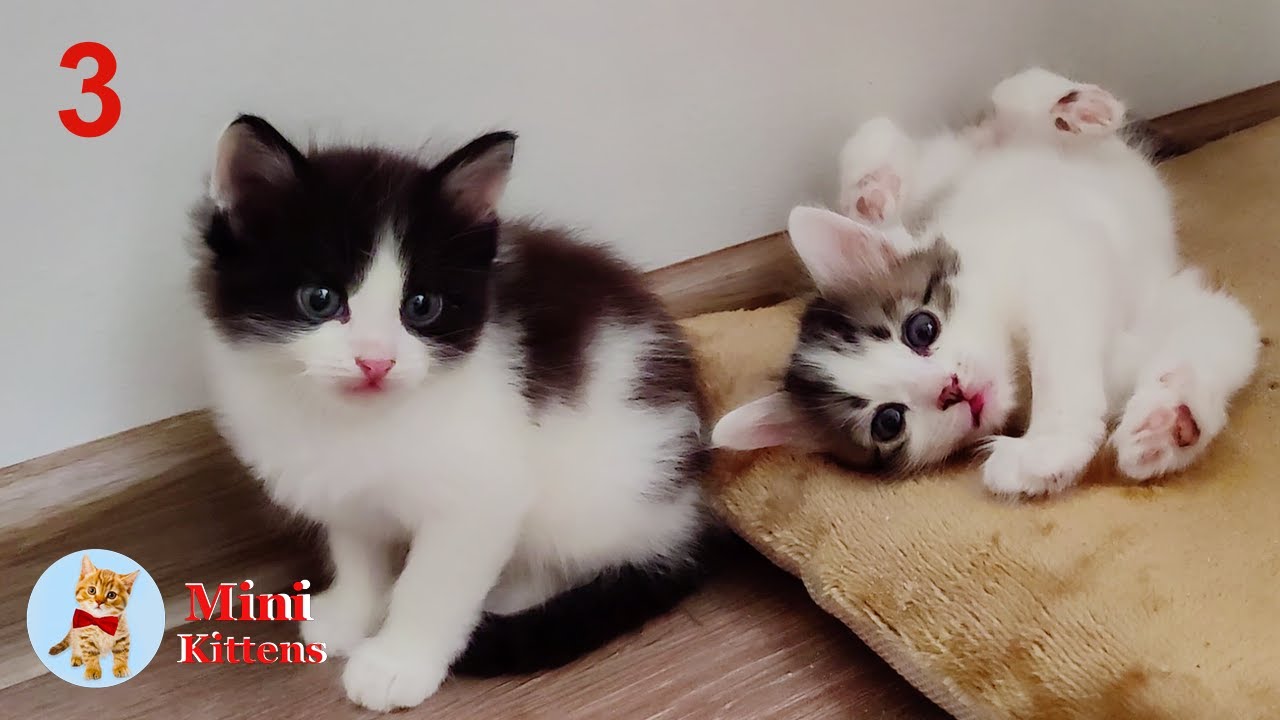 Funny and cute kittens and their mother cat 3. Collection. Mini kittens. Part 3. 2024. - YouTube