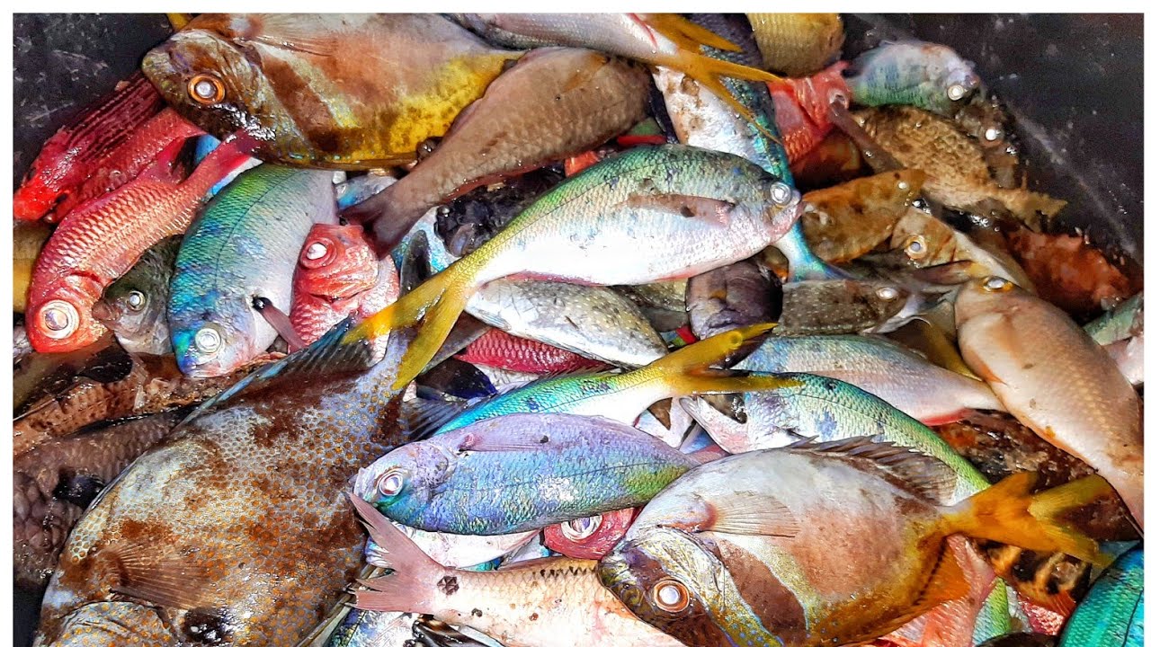 EP19: Traditional Net Fishing in the Philippines (Day & Night) - YouTube