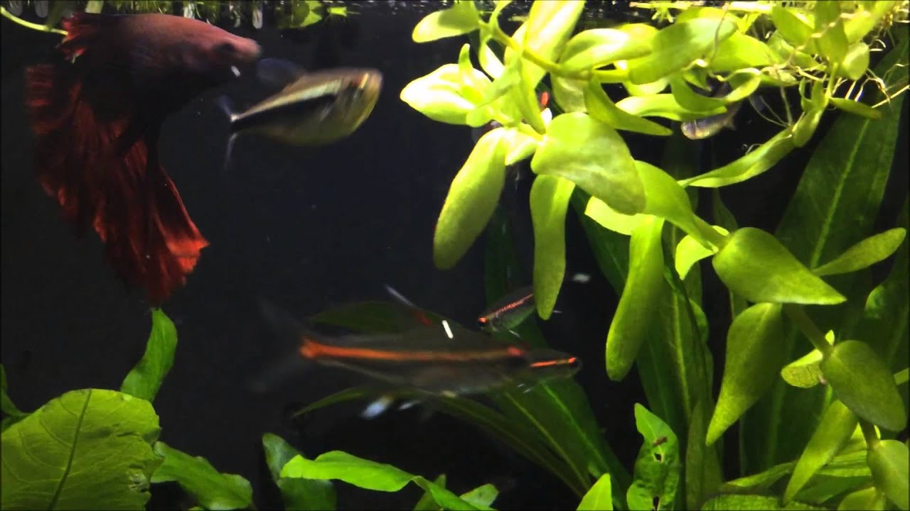 Betta and friends! - YouTube
