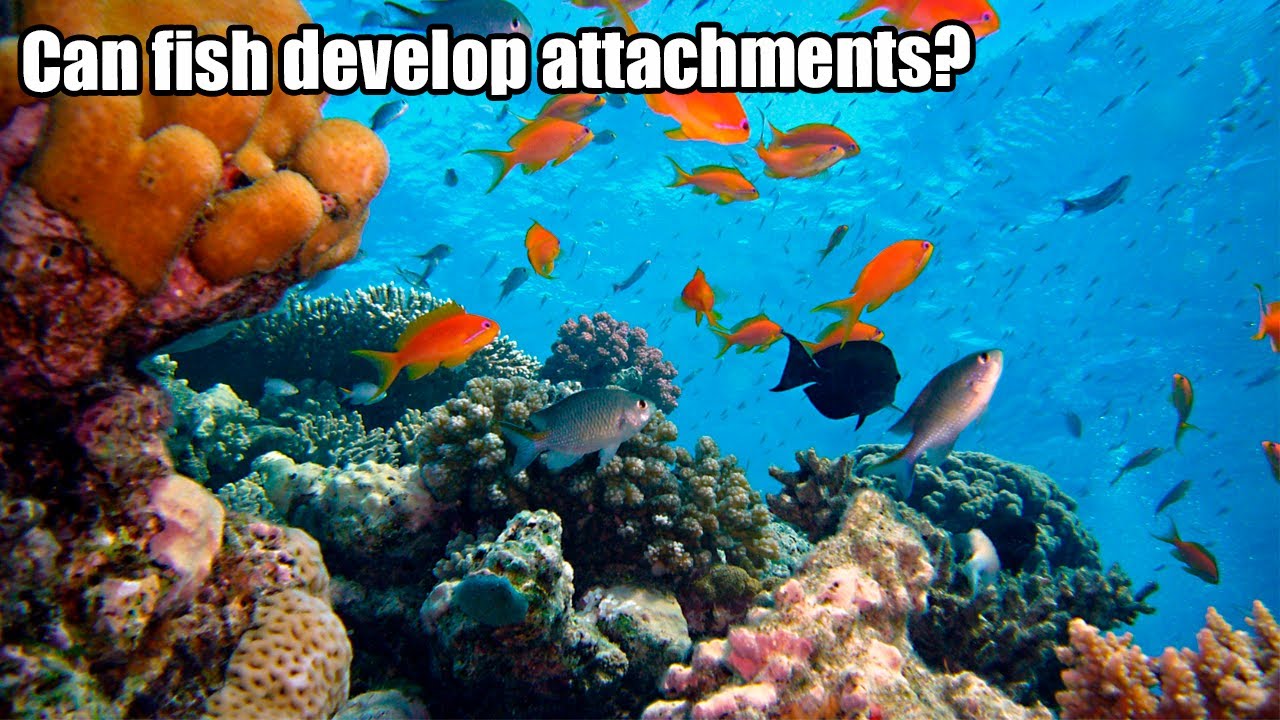 Can fish love? Can fish feel affection? - YouTube