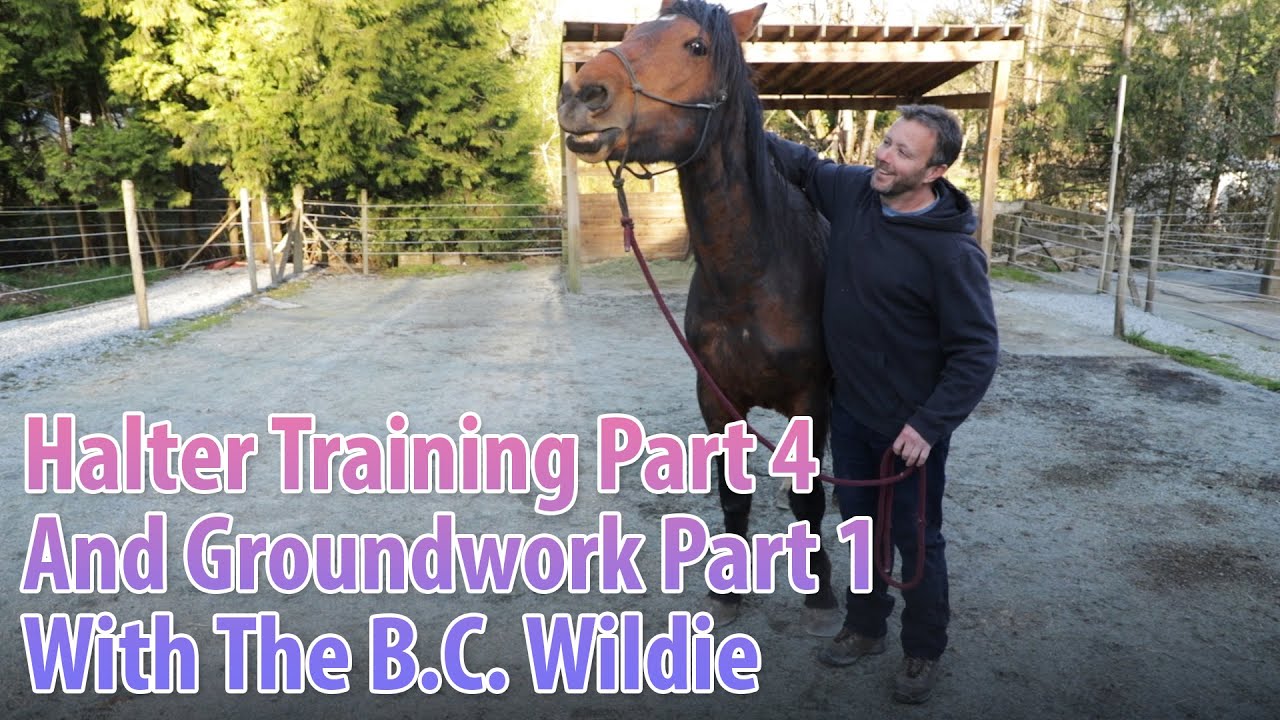 Halter Training Part 4 And Groundwork Part 1 With The BC Wildie - YouTube