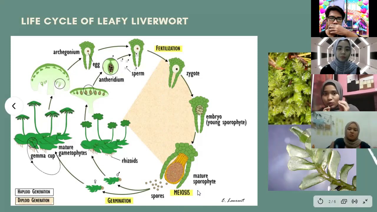 Liverwort Life Cycle Animation