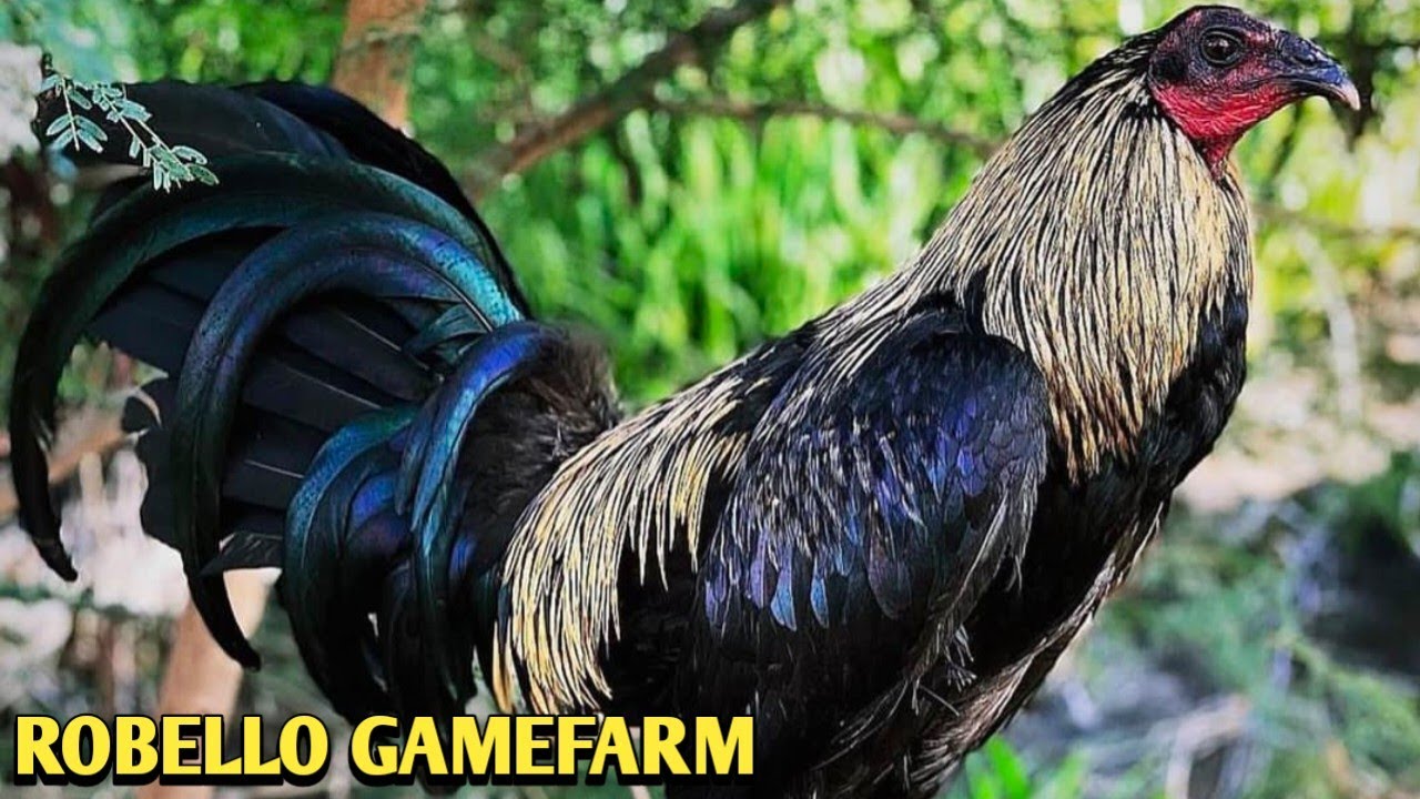 Bates Grey Gilmore Hatch Black McRae - ROBELLO FARM - YouTube