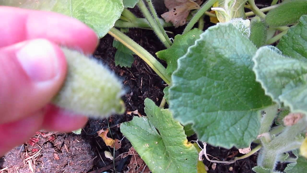 Exploding Cucumber - YouTube