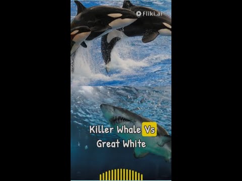Killer Whale vs. Great White Shark: Ocean Apex Predators - YouTube