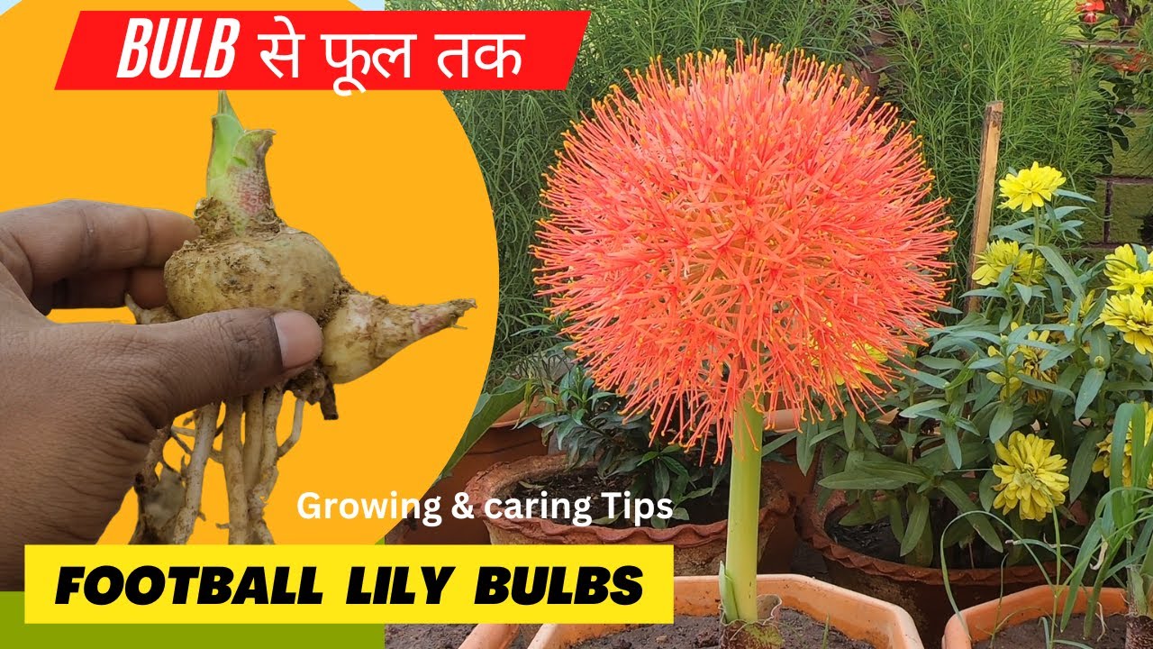 फुटबॉल लिली प्लान्ट कैसे लगाए | how to plant football lily bulb ...