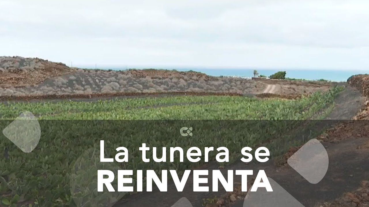 Los cultivos de tunera se reinventan - YouTube