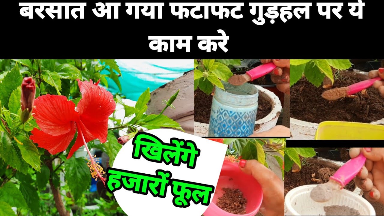 बरसात आ गया फटाफट गुड़हल पर ये काम करे खिलेंगे हजारों फूल/fertilizer ...