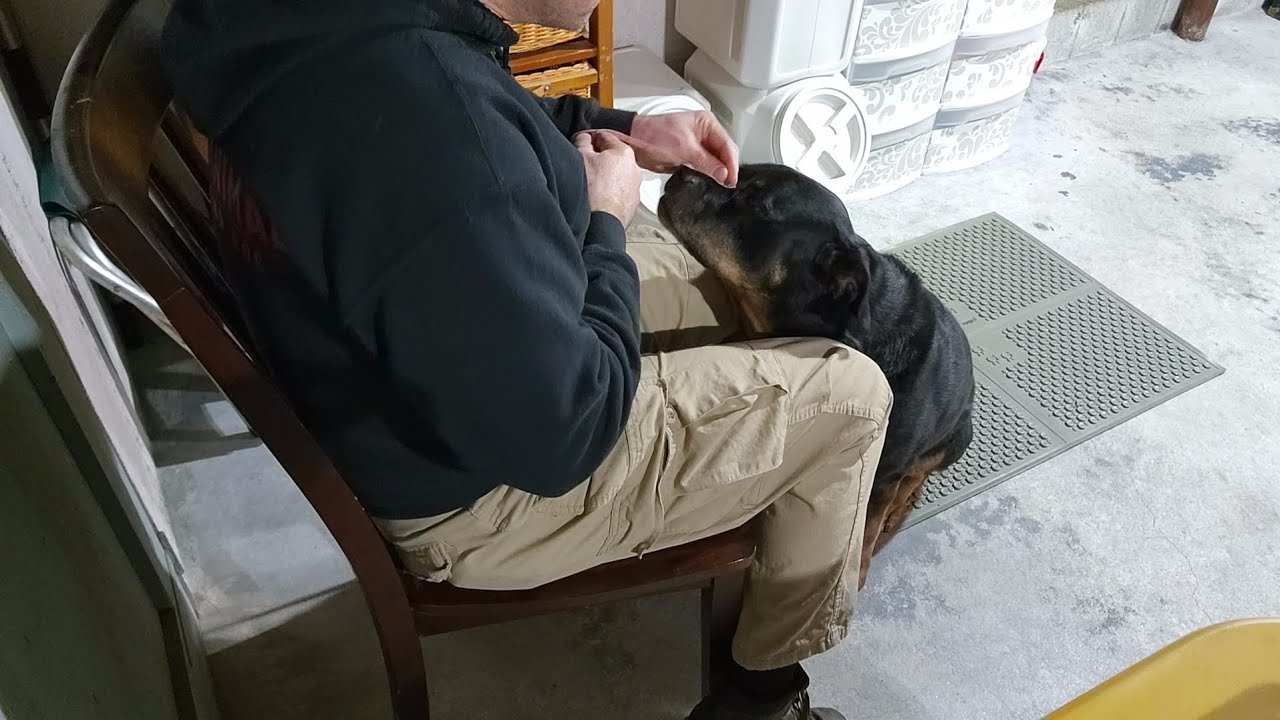 Measure for a Muzzle - YouTube