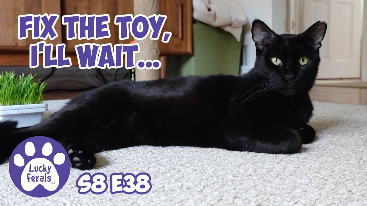 Relax With Playing Cats, Cat Food Haul For A Finicky Cat - Lucky Ferals ...