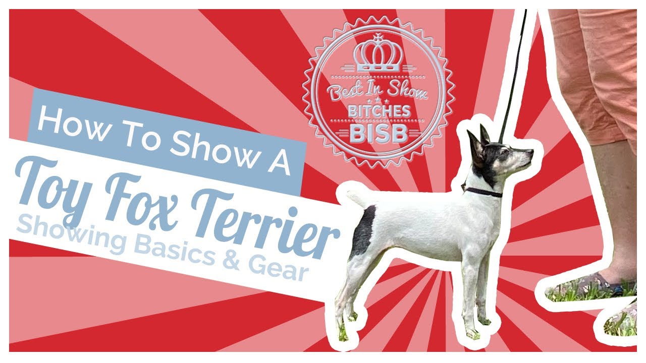 How to Show a Toy Fox Terrier at a Dog Show - YouTube
