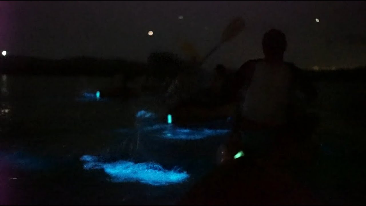 Puerto Rico (Part 3 of 5) How To Get Access To The Bioluminescent Bay ...