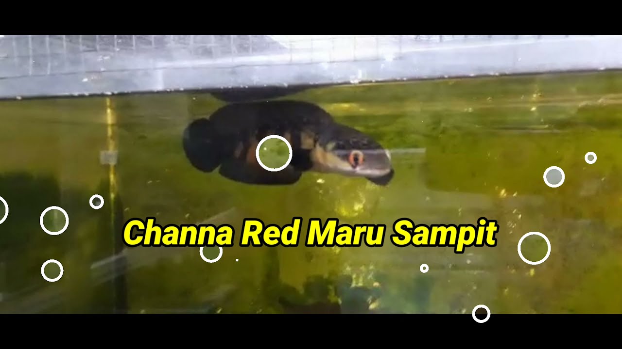 Channa Maru Red Sampit || Predator Fish || Snakehead Emperor || Garang ...