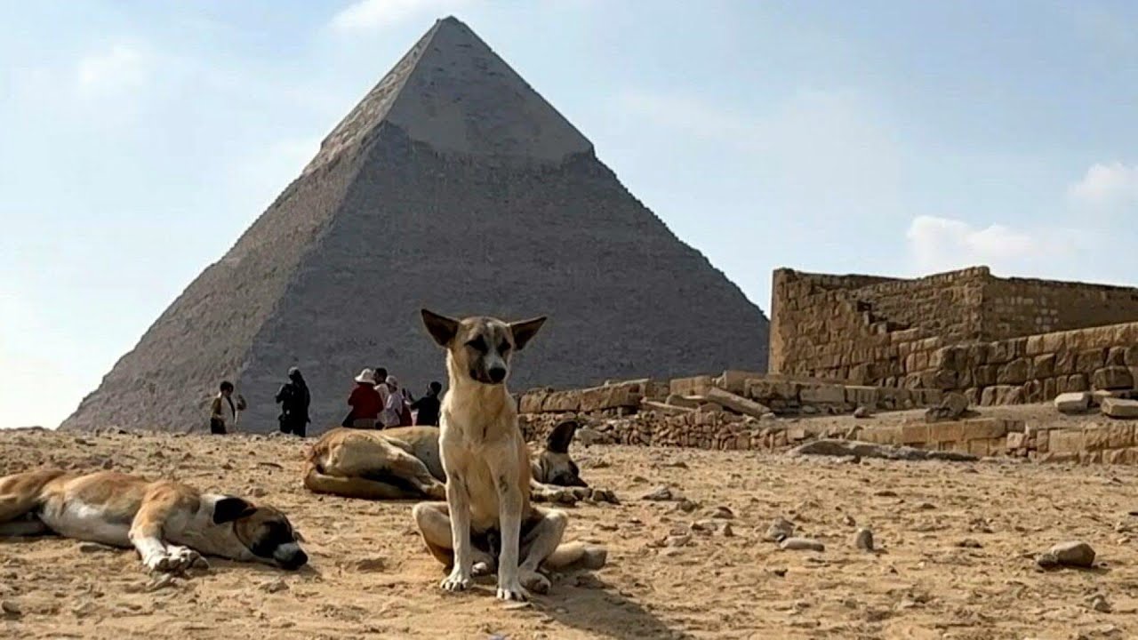 Stray dogs in Giza become tourist draw after 'pyramid puppy' sensation ...