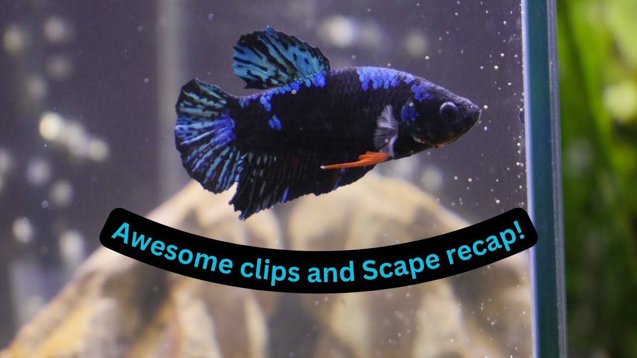 Awesome Scape recap! (With bonus Clips) - YouTube