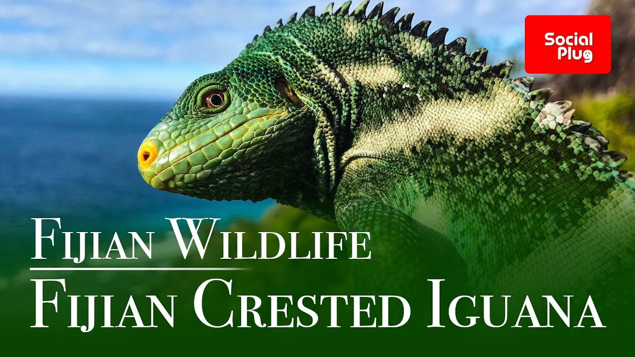 Fijian Wildlife - The Fijian Crested Iguana - YouTube