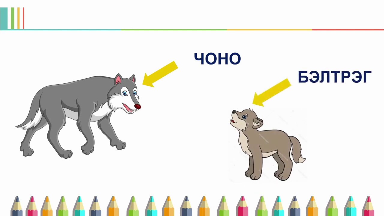 Амьтны төлийг нэрлэж сурцгаая Youtube