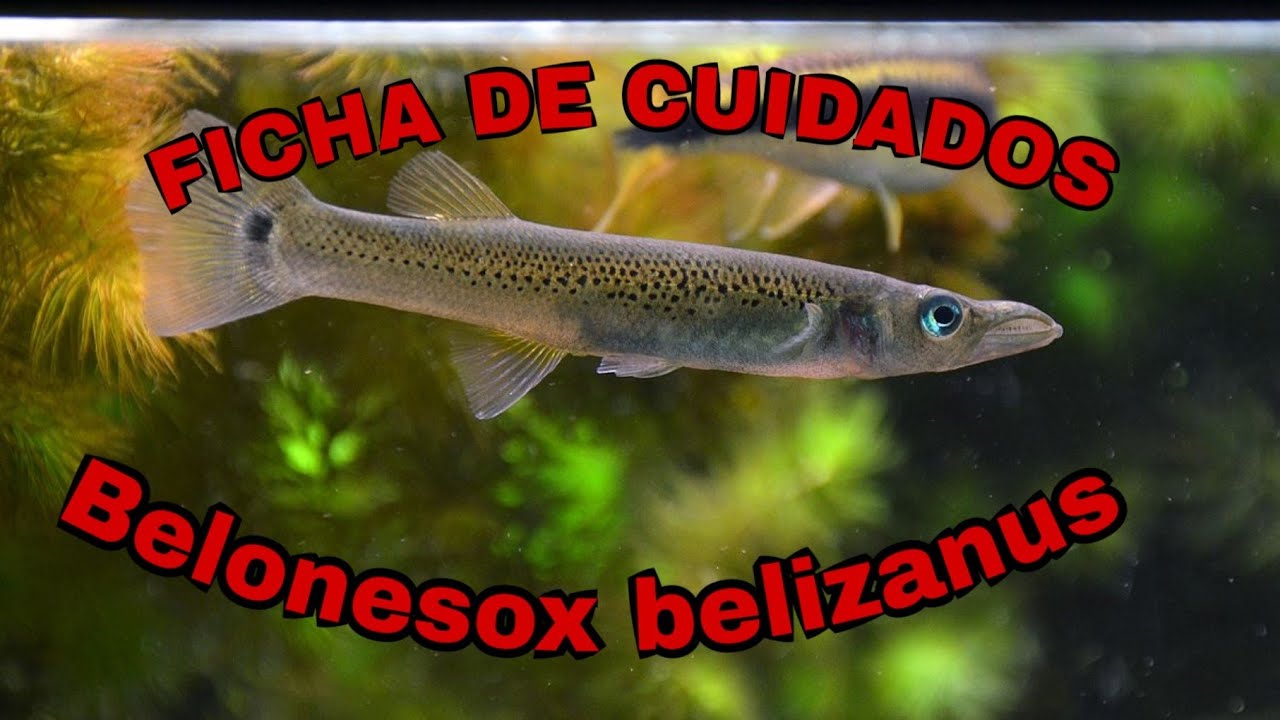 Ficha de cuidados del pez Belonesox belizanus (pez picudito) - YouTube