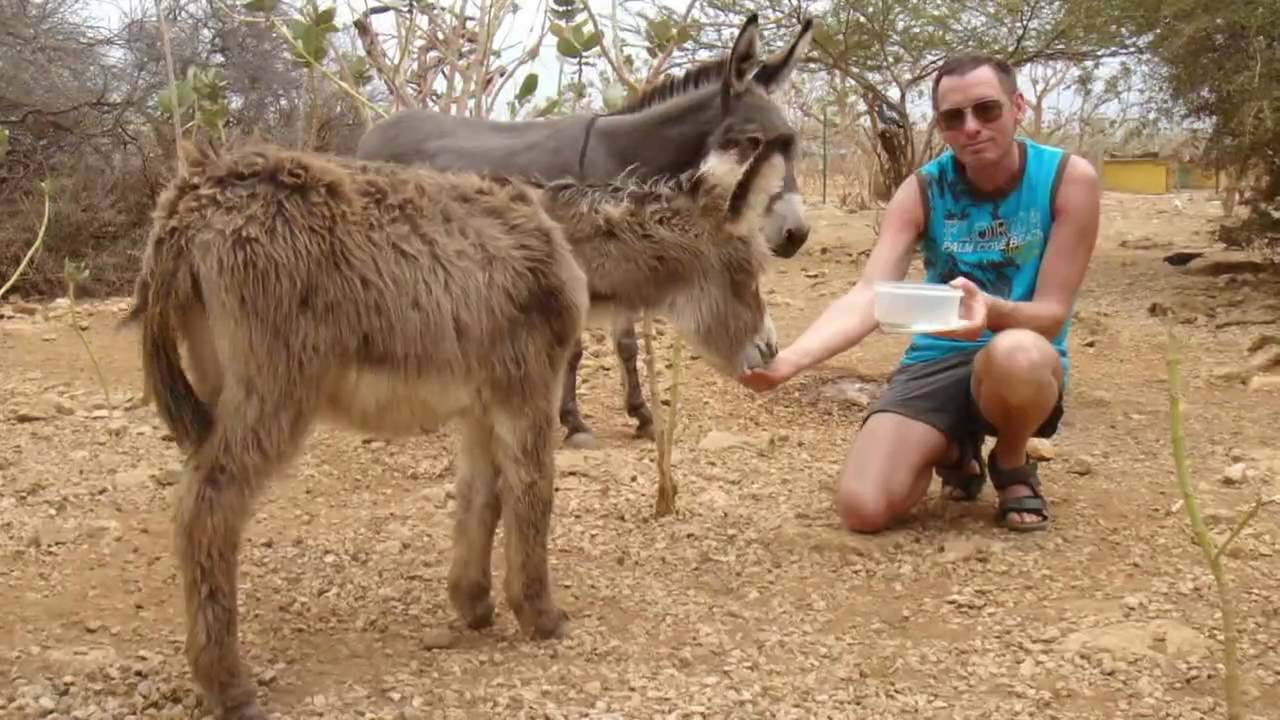 Donkey Sanctuary Bonaire - YouTube