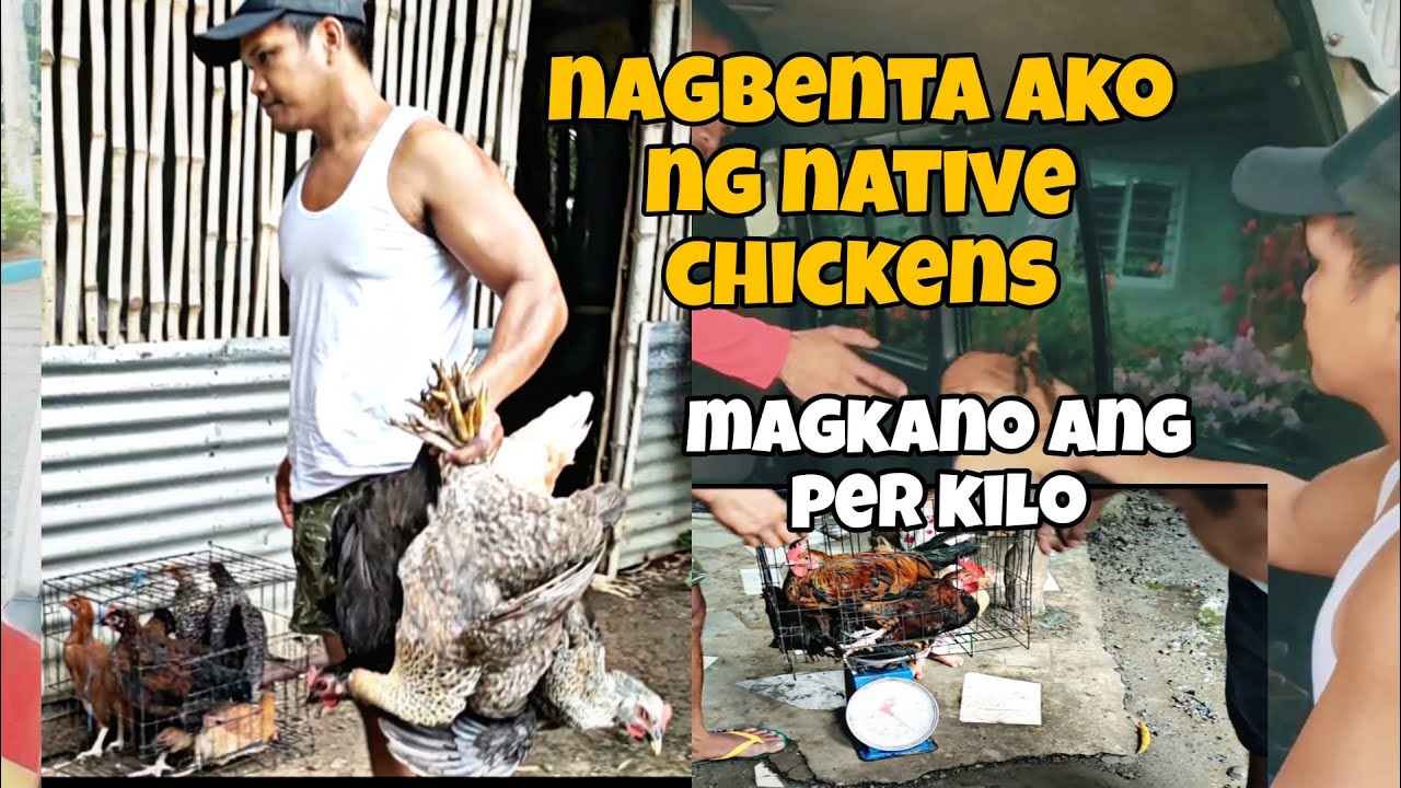 Nagbenta aq ng native chickens/Magkano ang presyo?FREE RANGE CHICKEN ...