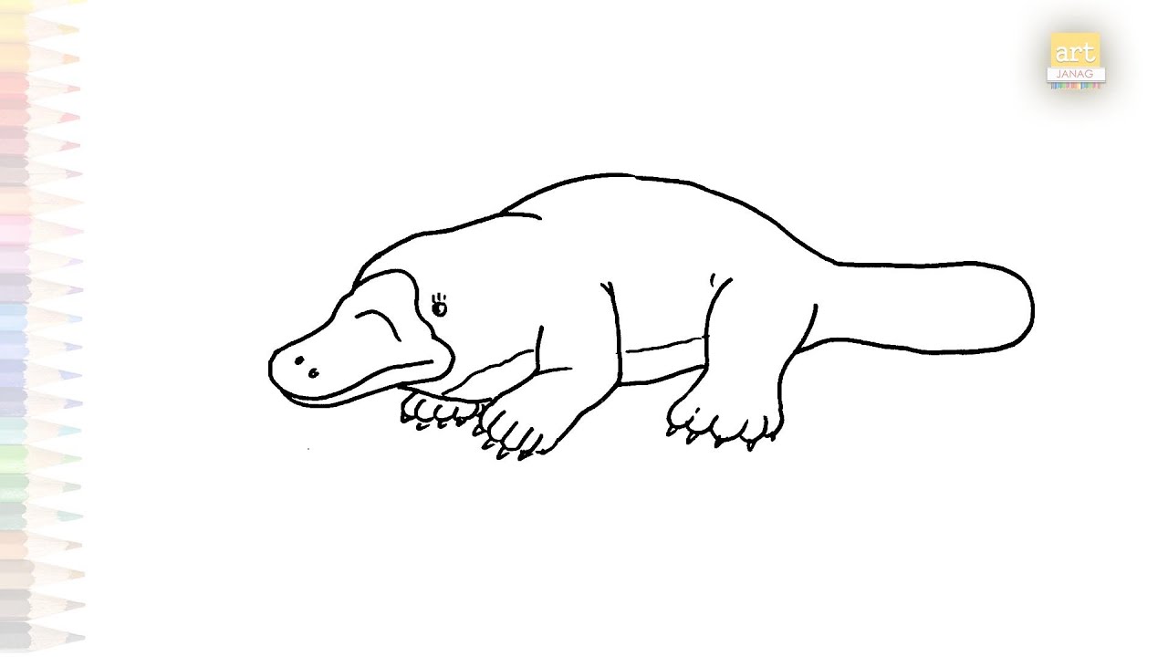 Platypus drawings | Easy drawing tutorials | How to draw A Platypus ...