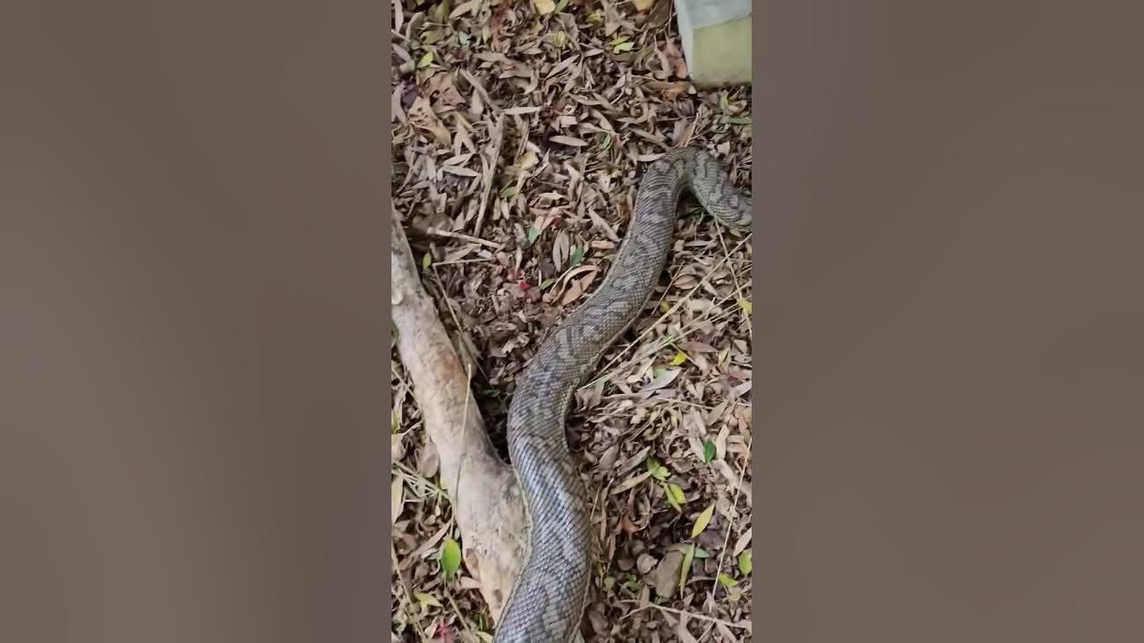 Whopper of a Python at Childcare!Stu headed out to relocate a large ...