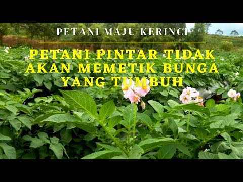 BUNGA KENTANG JANGAN DI PETIK!! - YouTube