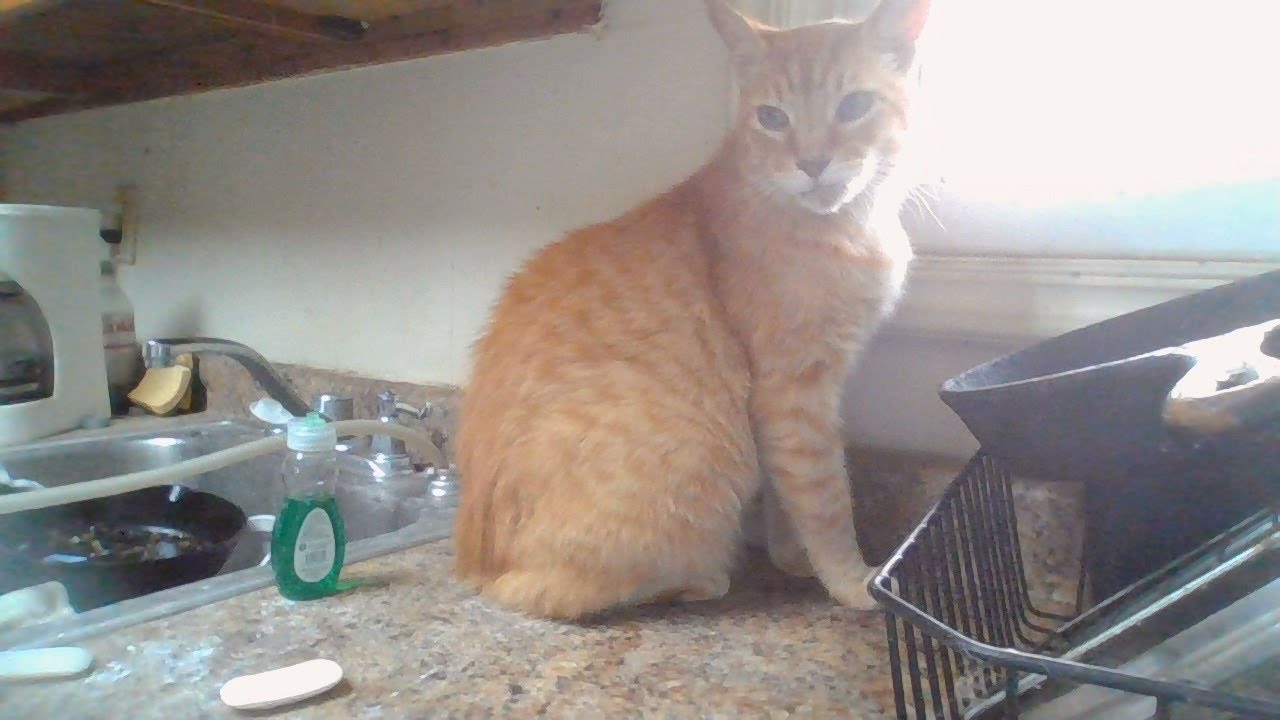 Garfield My Cat Got Caught Near Kitchen Sink! Kitty You Are Busted ...
