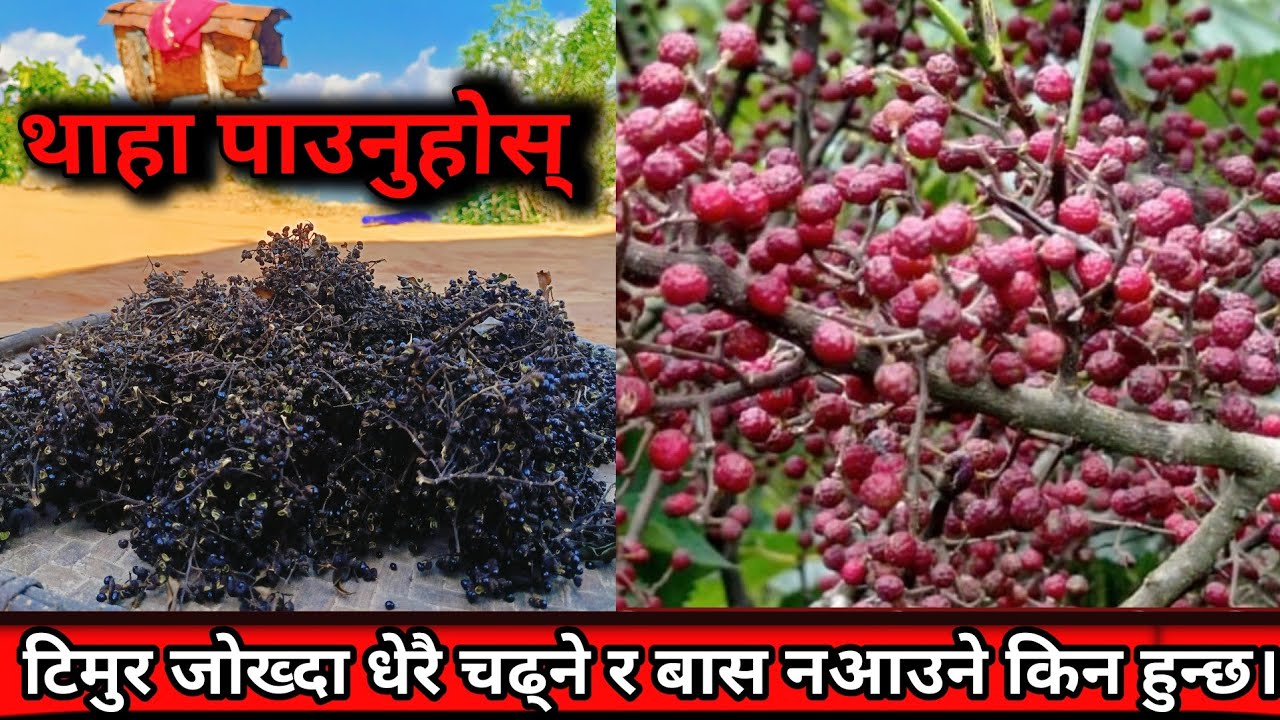 Timur kheti in nepal||Timur||timur the conqueror||Nyong timur|| timur ...