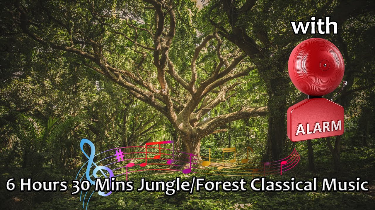 6 Hours 30 Min The Forest Classical Music Meditation Music, Relaxing ...