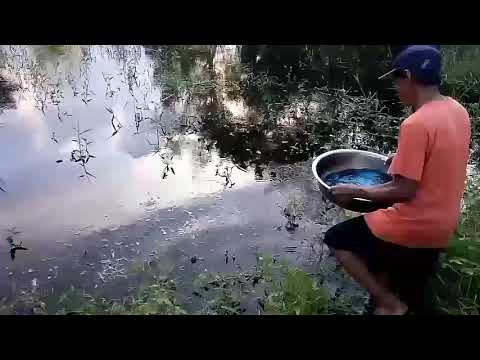 Cat fish / african hito - YouTube