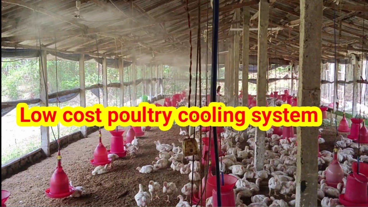 Summer fogger system for poultry /Poultry shed cooling system/low cost ...