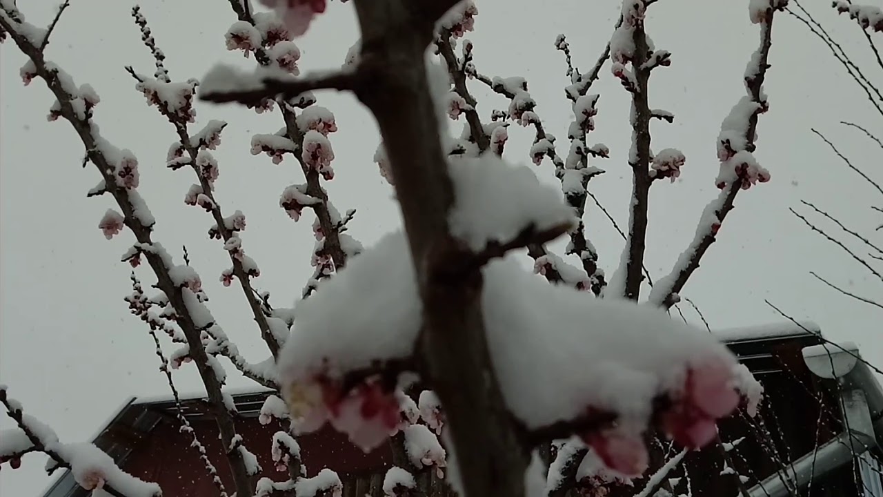 Cais inflorit acoperit de zapada. 20.03.2018 - YouTube