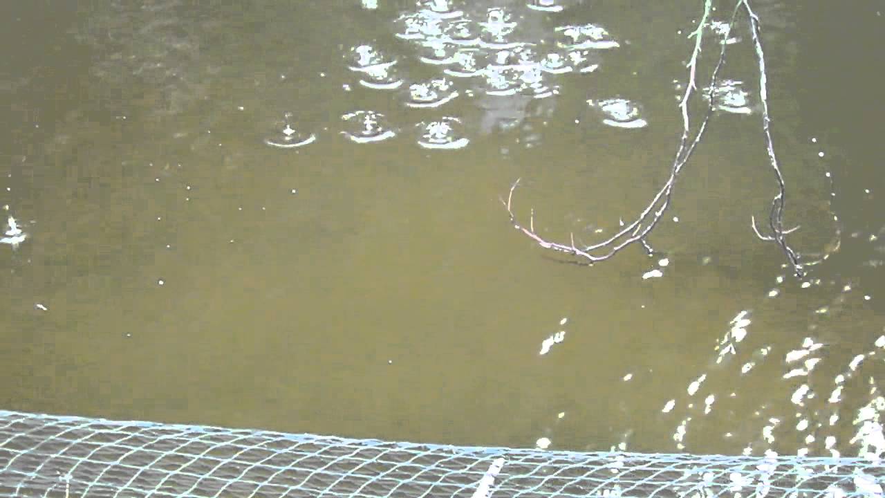 Trout Feeding In UAAA Rearing Ponds - YouTube