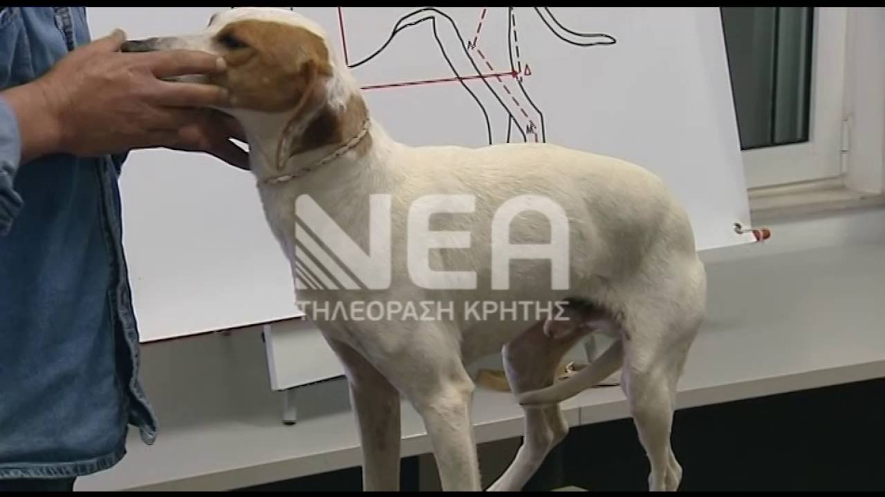 ΙΣΤΡΙΑΚΟΣ ΙΧΝΗΛΑΤΗΣ ΣΚΥΛΟΣ ΚΥΝΗΓΙΟΥ - YouTube