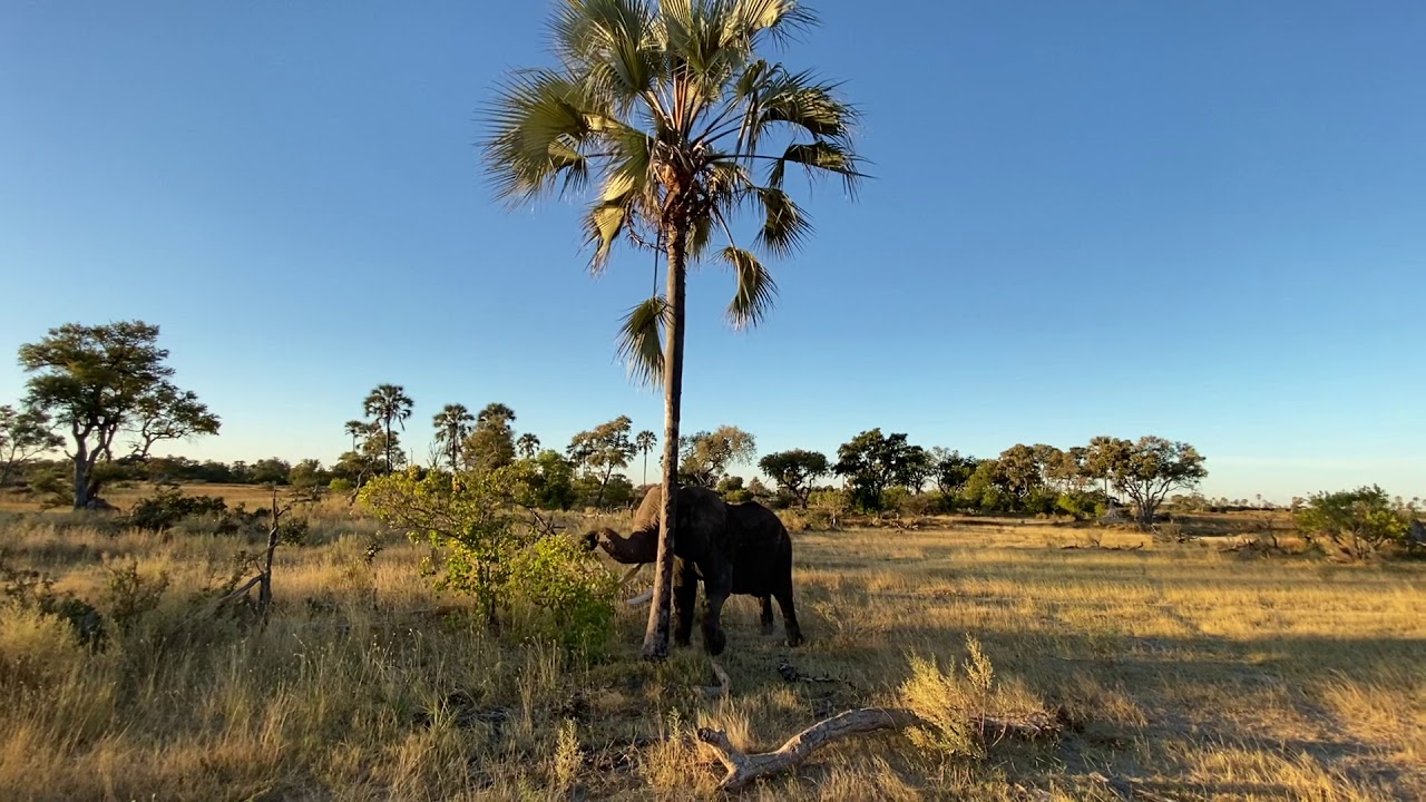 Jabu the elephant pulling down a fan palm frond | Living With Elephants ...