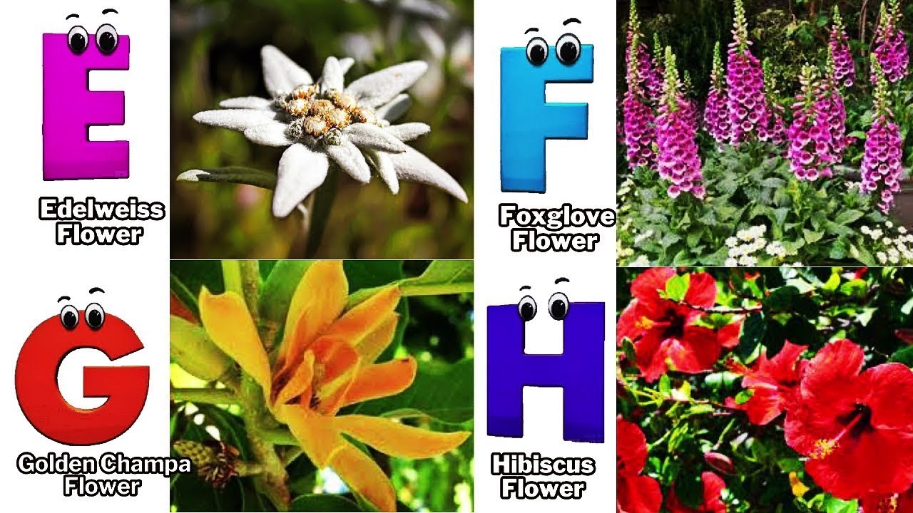 ABC Flowers Song | Alphabet Song | Learn English, Alphabets and Flowers ...