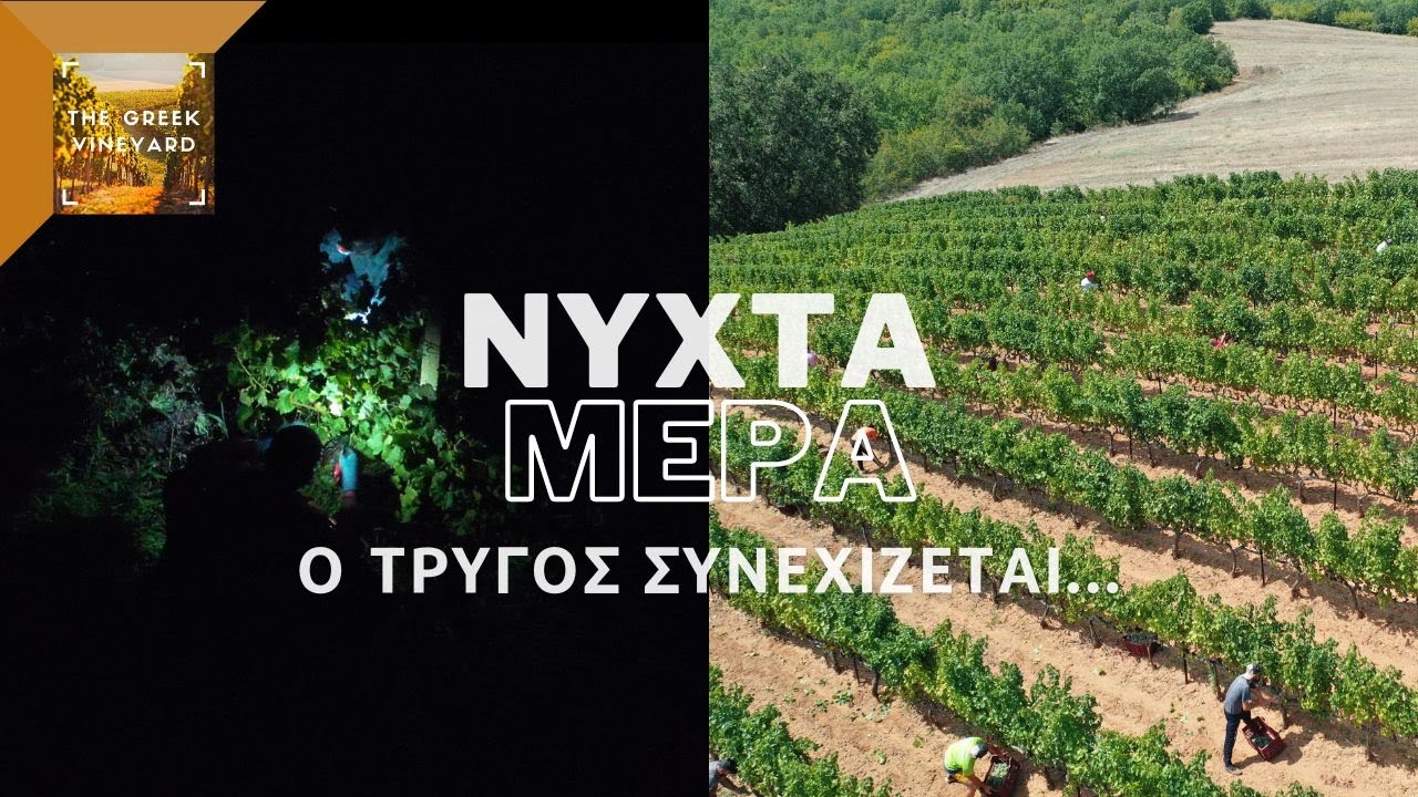 Και ο Τρύγος Συνεχίζεται!.... (#vlog) - YouTube