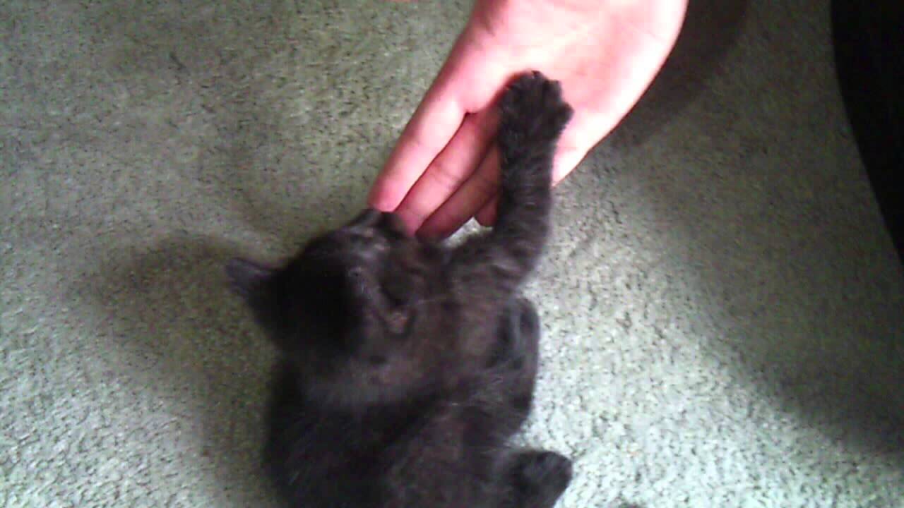 Pingu the cat - YouTube