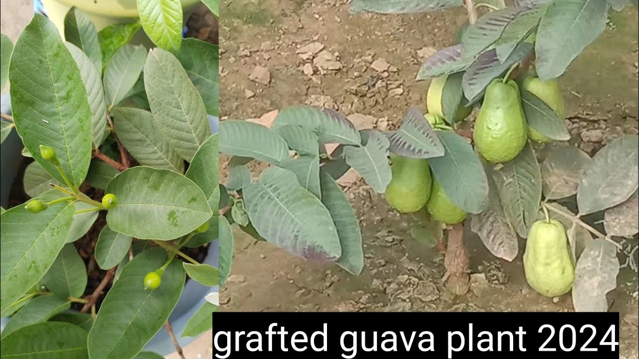 fi hybrid guava grafting | how to get faster fruiting #fihybrid #guava ...