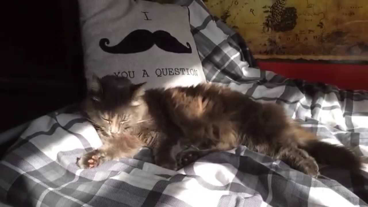 Live Stream CAT Announcement ~ Caturday 11th October @7pm BST - YouTube