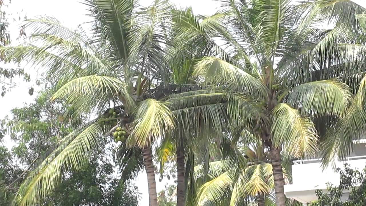 FREE Stock Footage [HD] of Coconut Trees swaying in the wind - YouTube