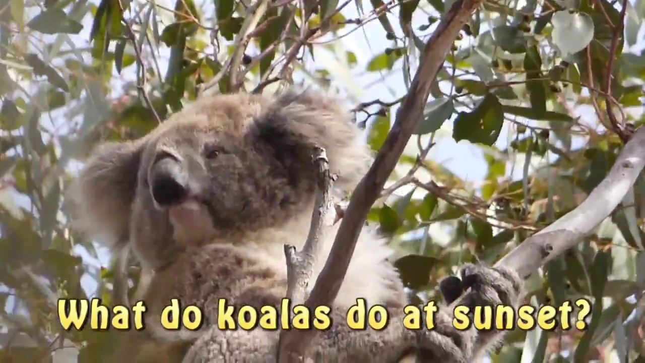 Sunset is the best time to see koalas - YouTube