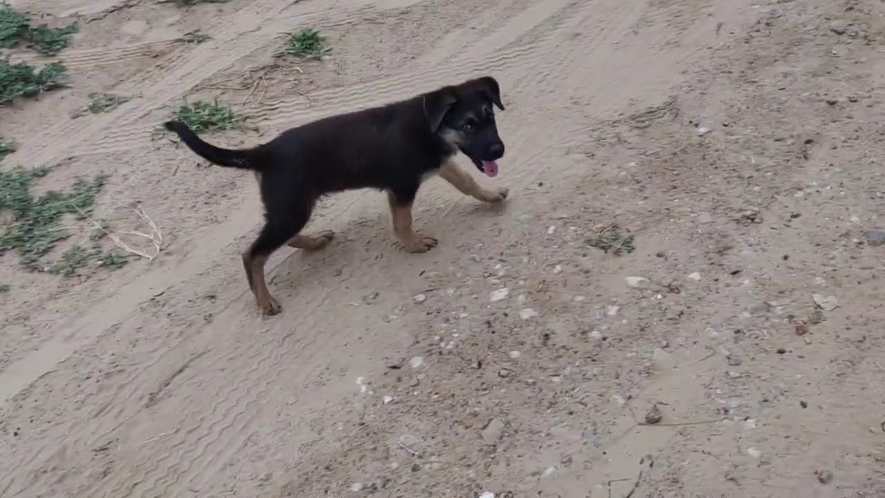Garman shepherd dog pappy - YouTube