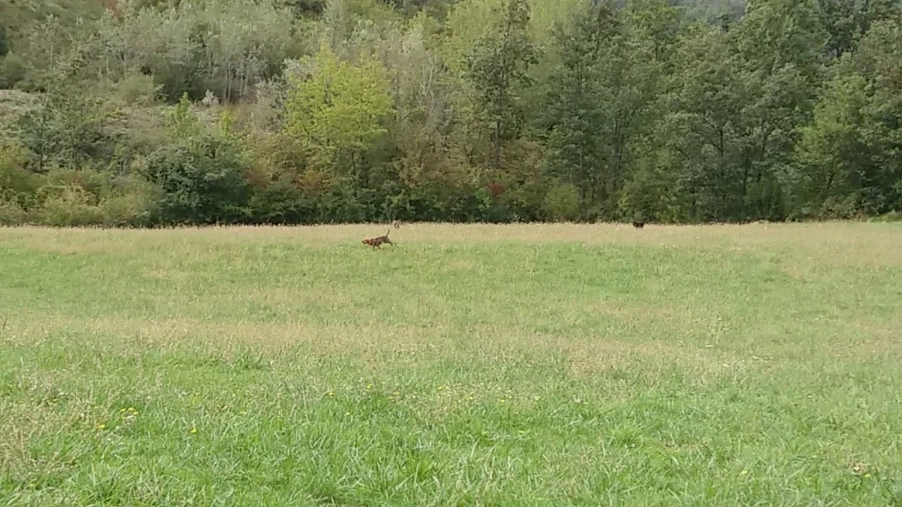 SEGUGIO DELL' APPENNINO - YouTube