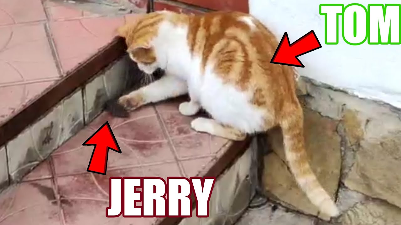 Real Life Tom & Jerry | Cat plays the little mouse - YouTube