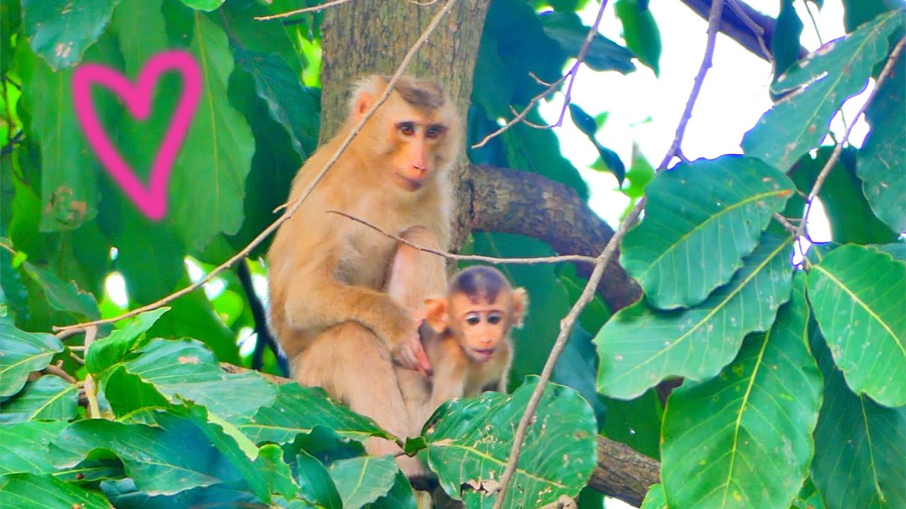 Good news...The healthy of teen lady monkey MOKA is comeback 99%. - YouTube